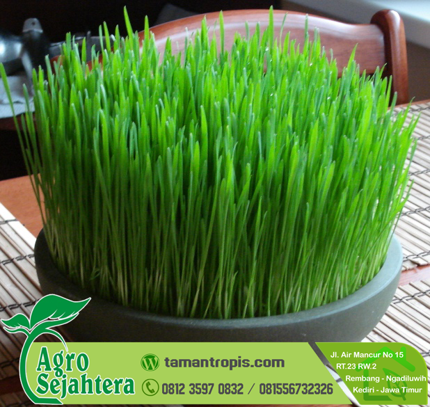 Jual Rumput Hay Jakarta