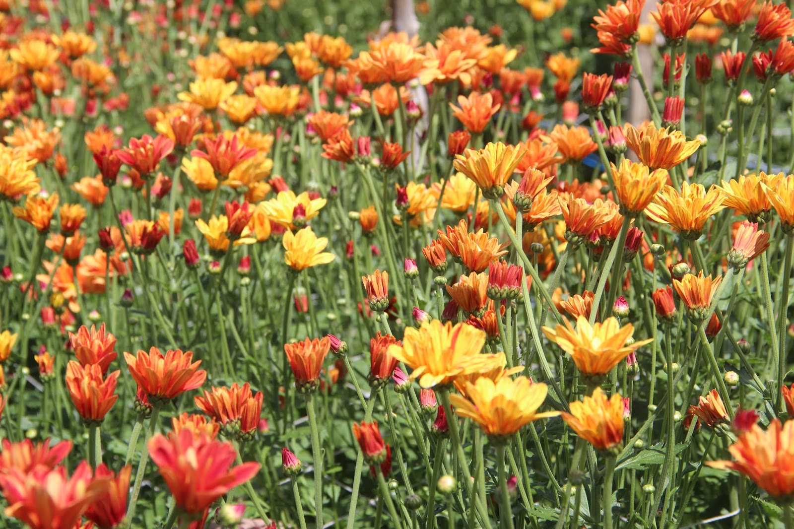Christine Sells: Edens Flower Farm in Tupi, South Cotabato