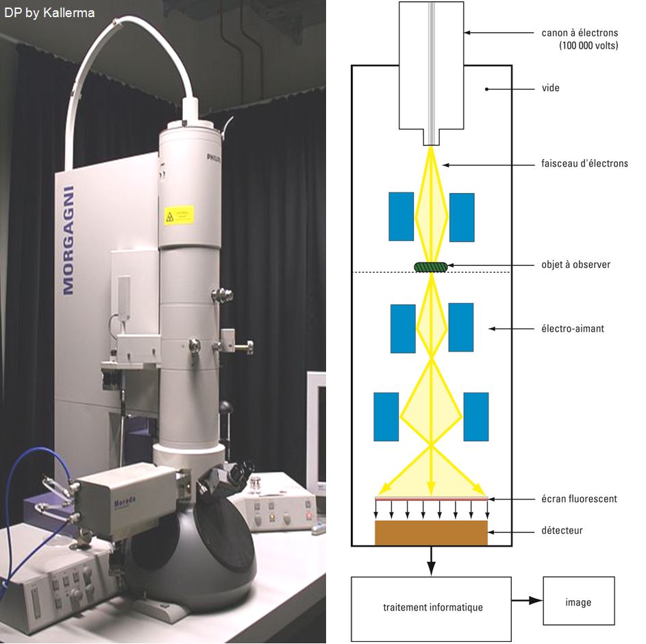 Le microscope électronique