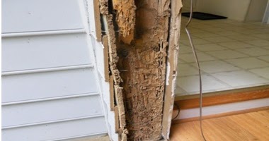 Does Home Insurance Cover Termite Damage?