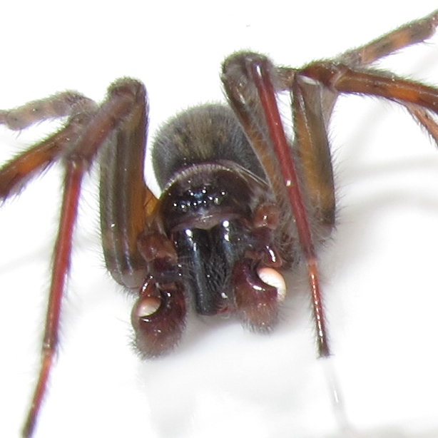 BugBlog: Black Lace-Weaver wanderer