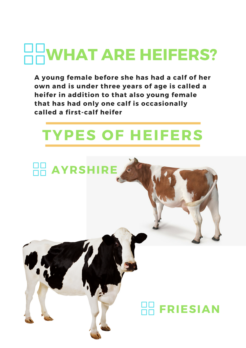 HEIFERS heifers