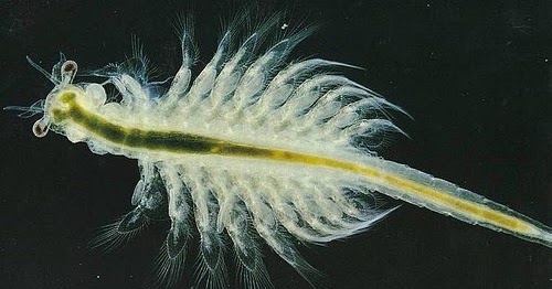 Mengenal Artemia Salina - Lalaukan