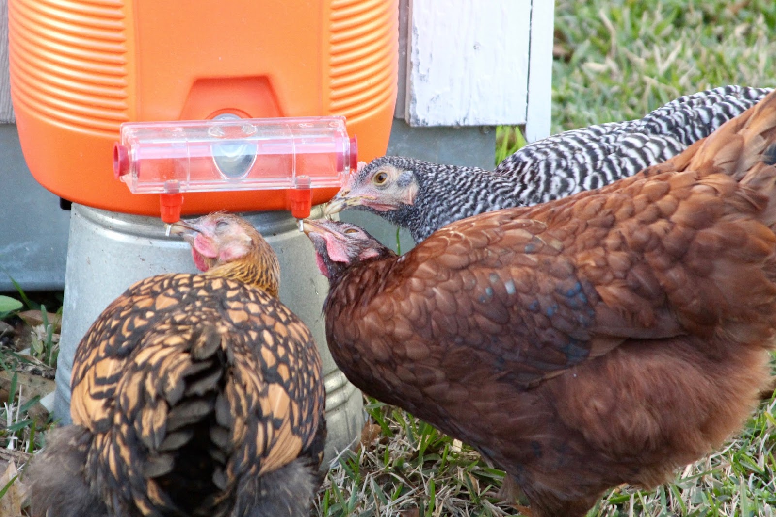 Poultry Palace and Gardens: The Royal Treatment