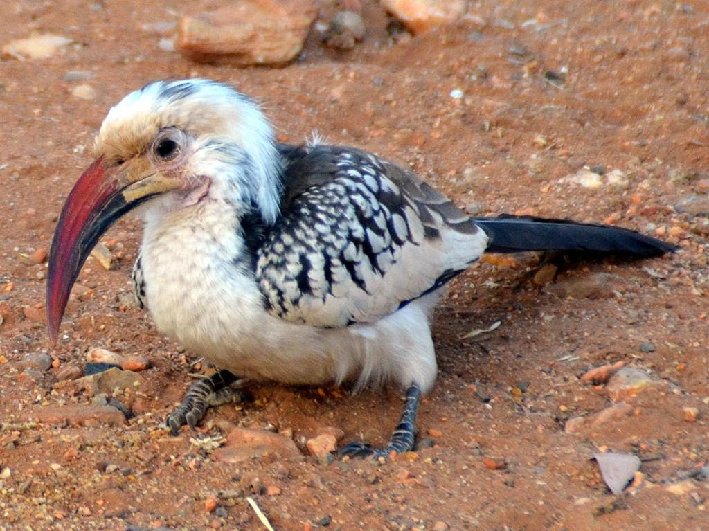 Taxonomía Chordata: Clase Aves Orden Apodiformes, Bucerotiformes ...