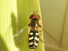 Upoznajte Titelski breg: мај 2018