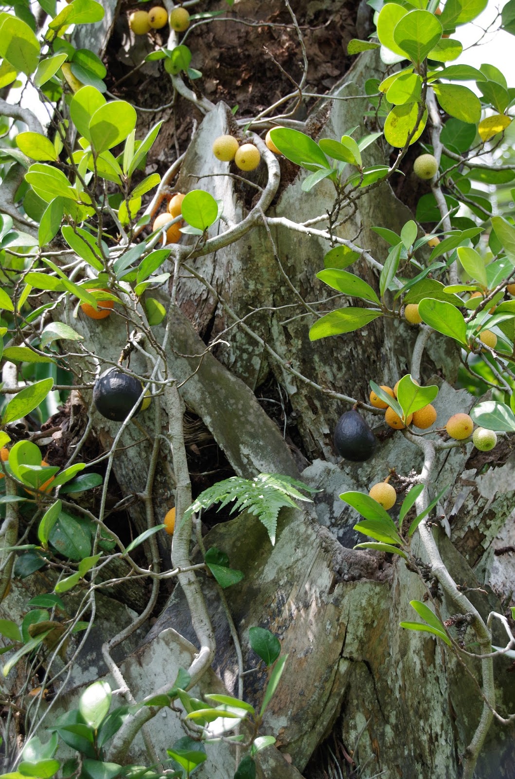 Trees and Plants: (Climbing Fig) Ficus punctata