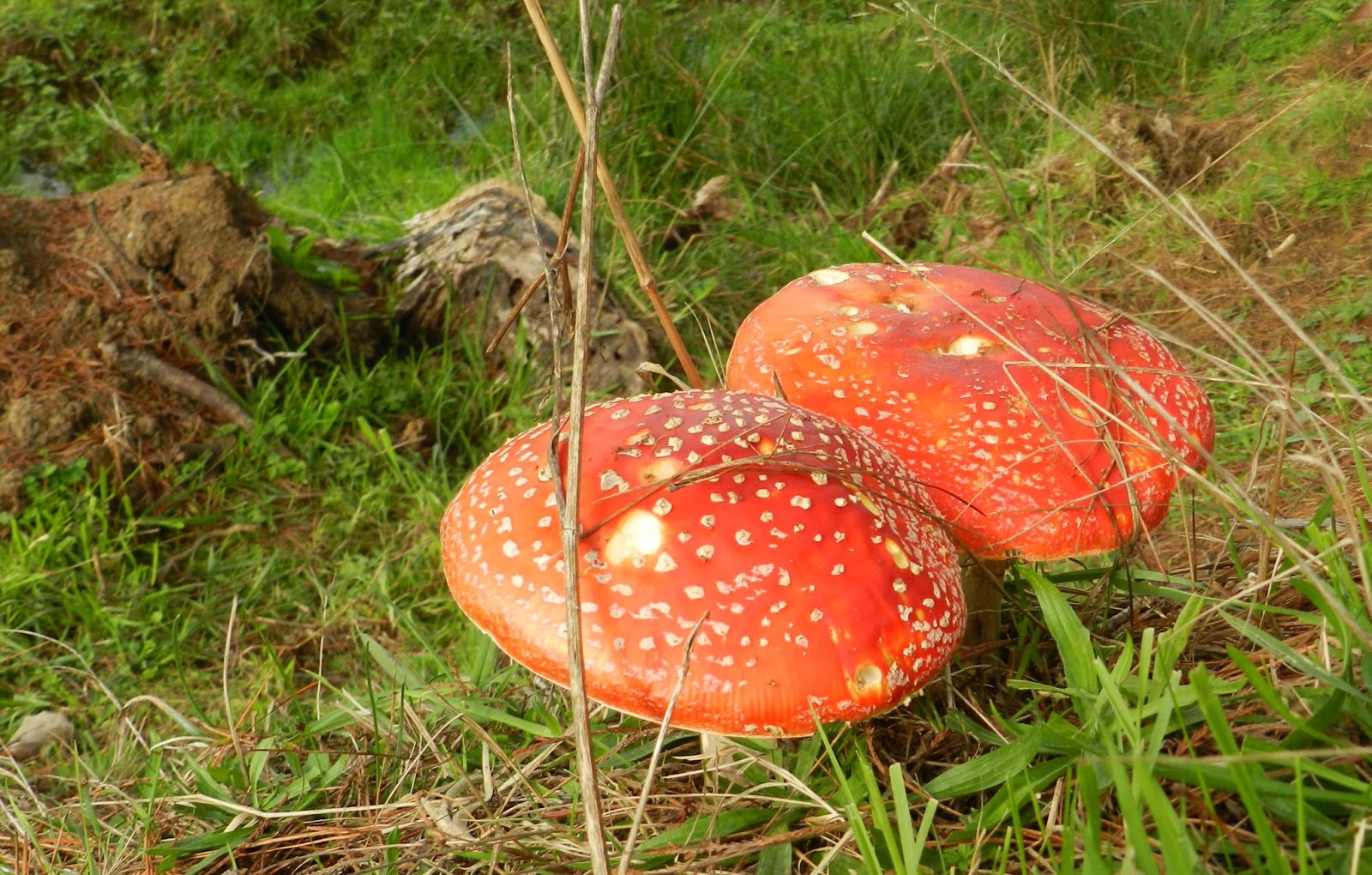 The Paddock: Toadstools