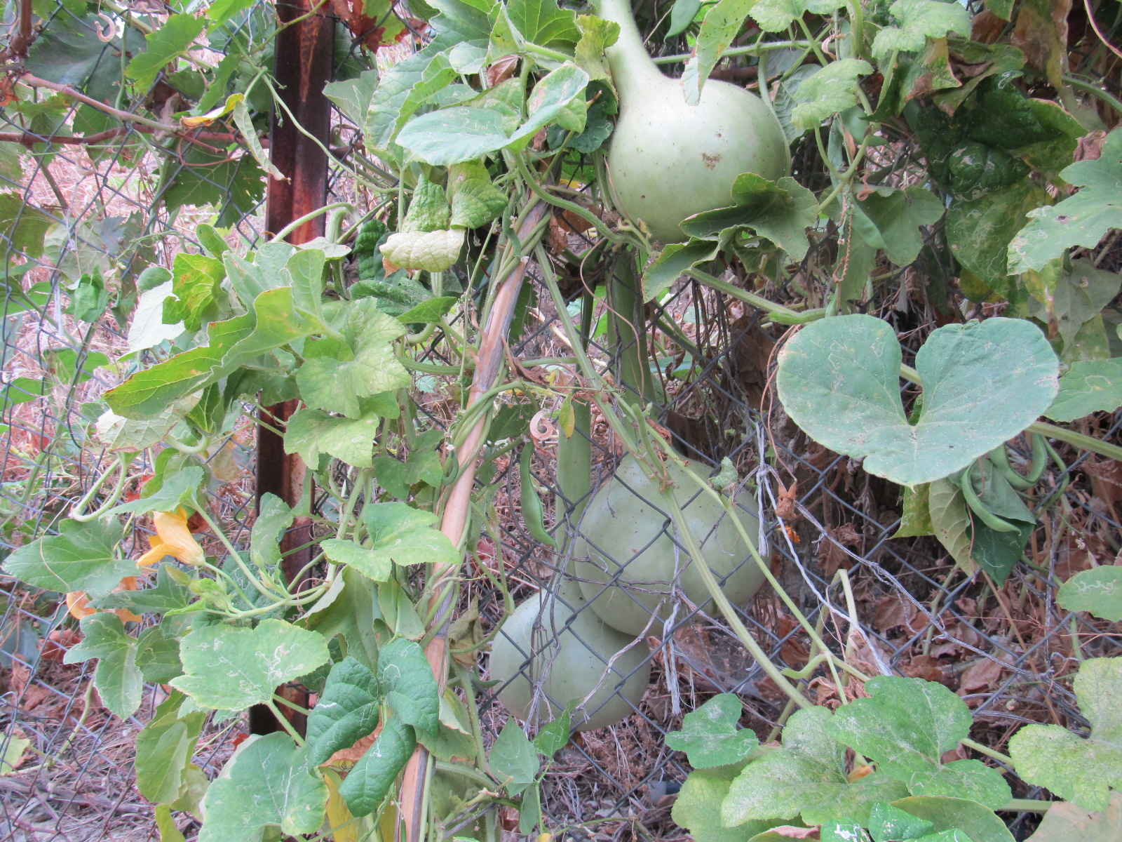 Cittaslow Botanik Park: SU KABAĞI ( Lagenaria )