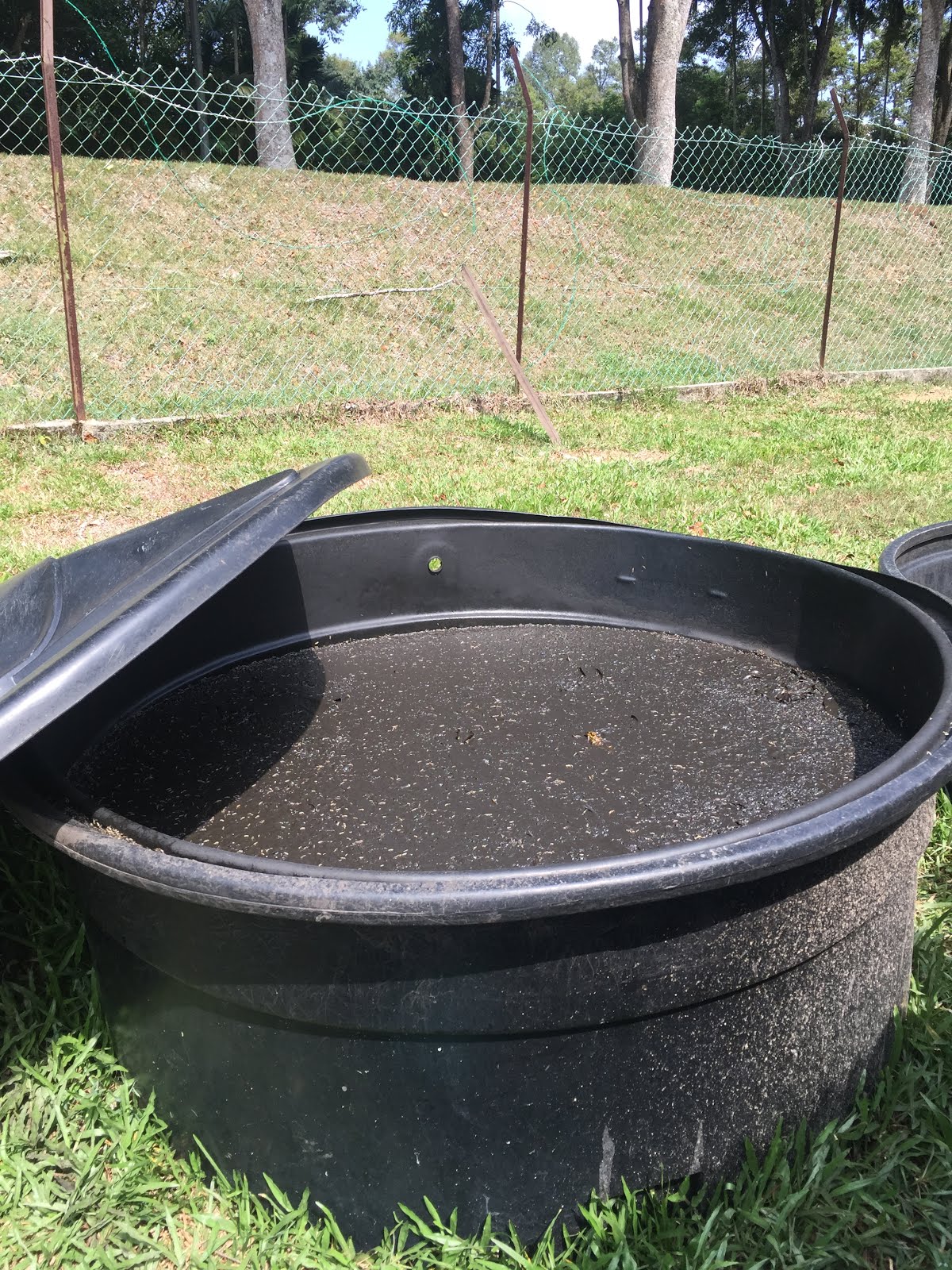 MINGGU KE-10 : MENGGEMBUR, MELETAKKAN BAJA TAIK AYAM | CIKGU LADANG