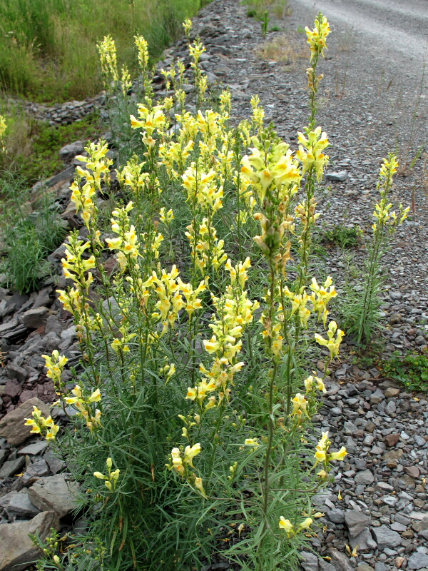 The Joyce Road Neighborhood: Wildflower - Toadflax