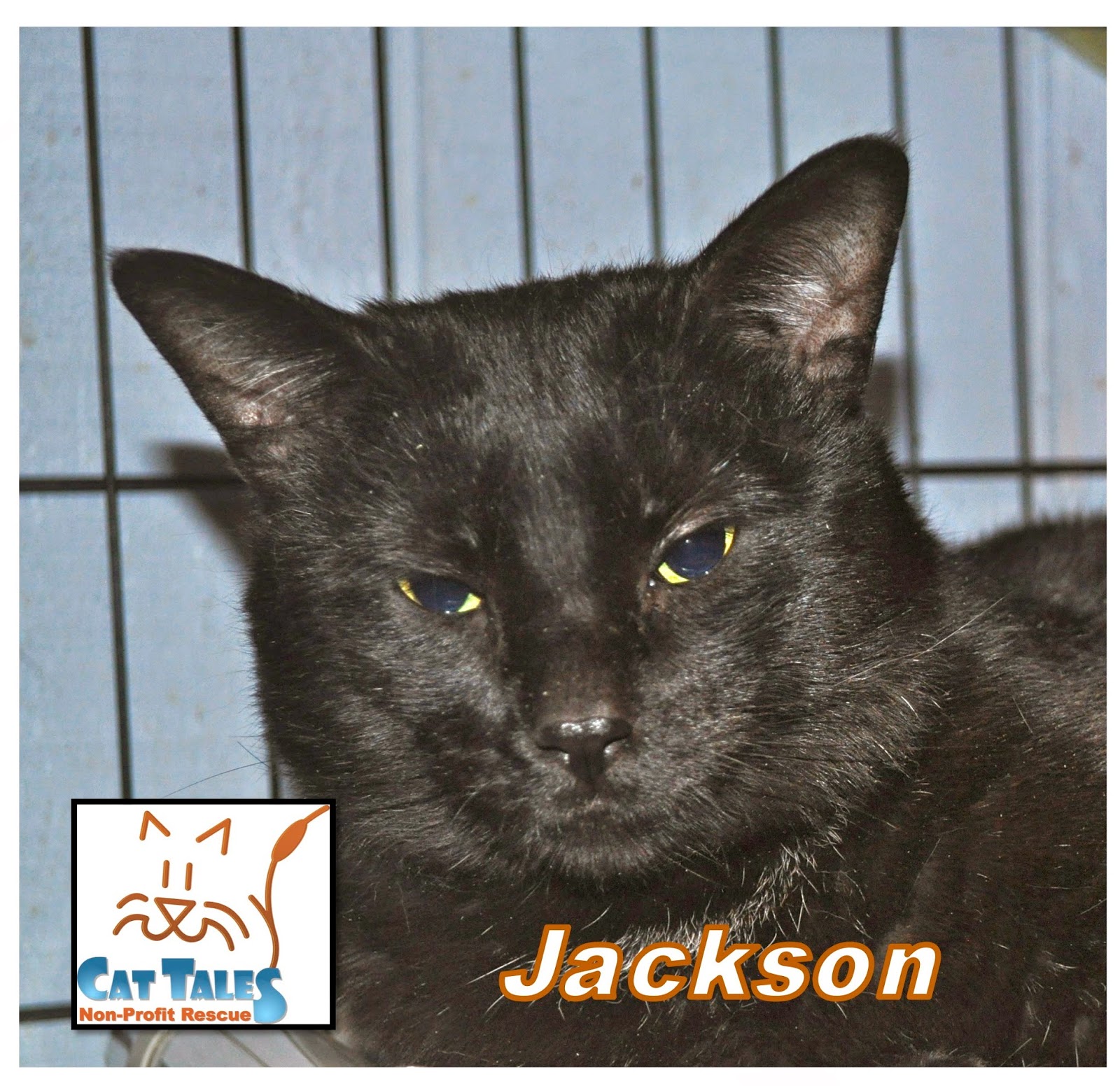 middletowneye: CAT TALES ~ Kitty of the Week ~ Please adopt me, Jackson!