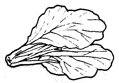 Sekitar Kawasan Sekolah: Gambar outline_Buah Sayur