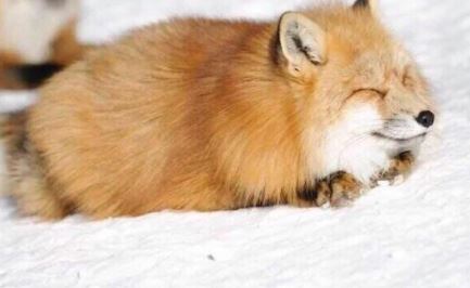 The Fluffy Fat Fox: 23rd July 2020