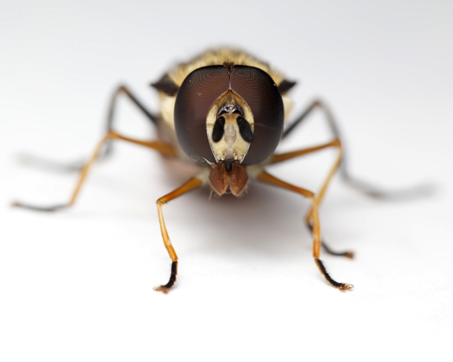 ムシをデザインしたのはダレ？: ヘリヒラタアブ Didea alneti ( FALLEN, 1817 )