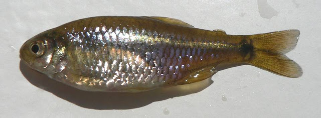 especies chilenas: Los Peces Pocha (Género Cheirodon)