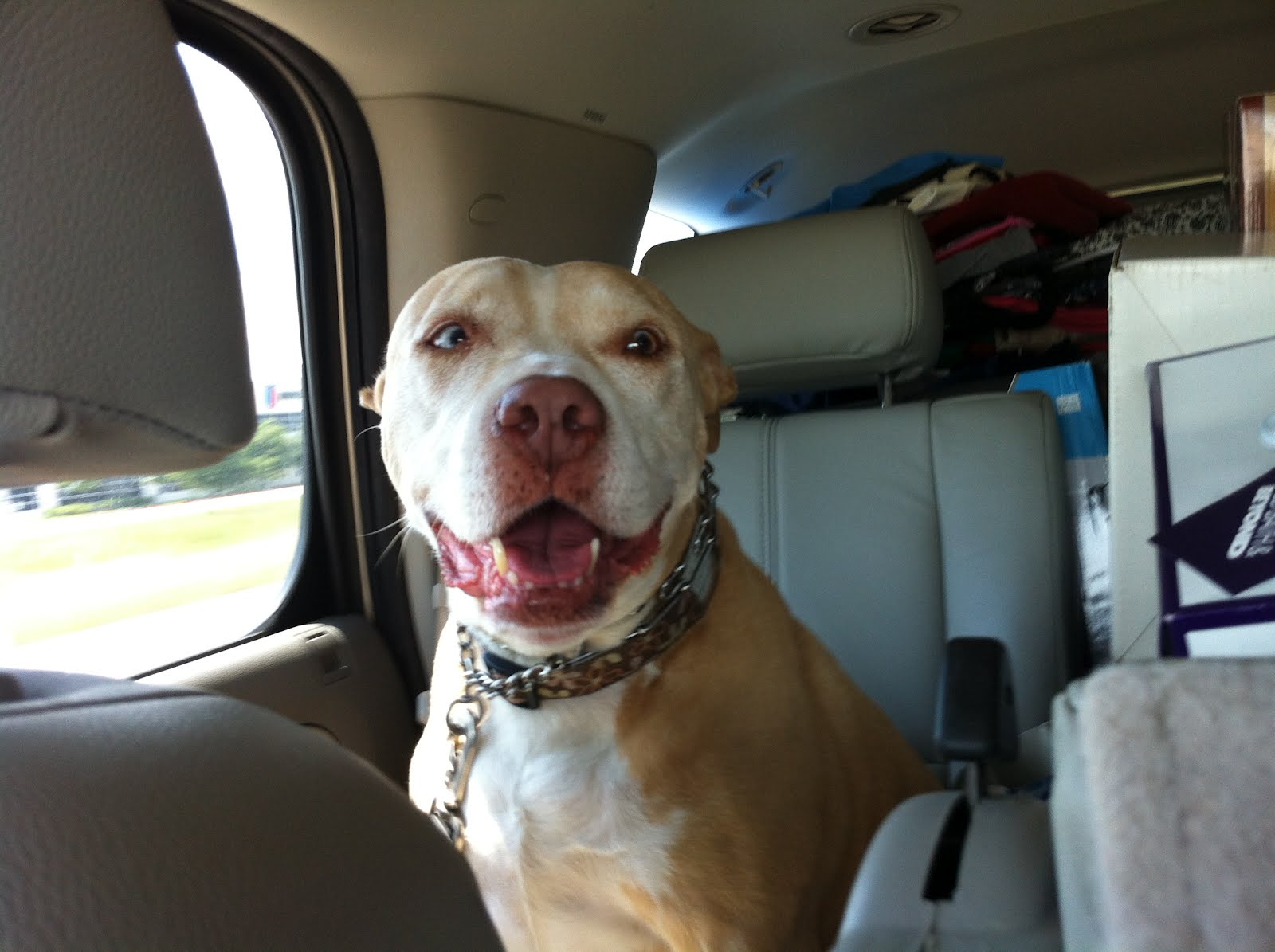 Princess the Pit Bull