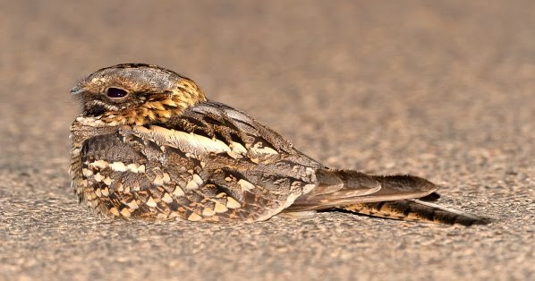 La Natura a la Baixa Tordera: Ja es pot sentir el cant del Siboc ...