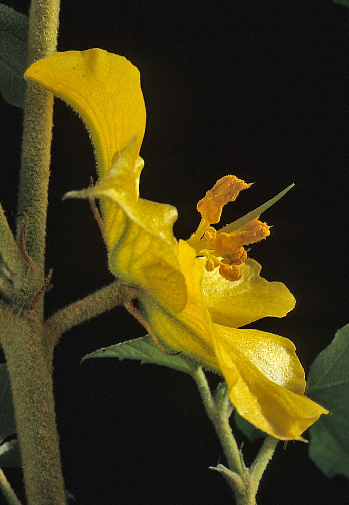 A Digital Botanic Garden: California flannel bush, Fremontodendron ...