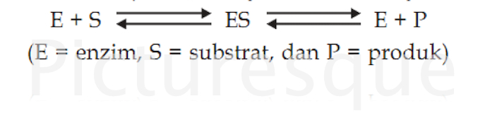 Metabolisme | Let's Learn Biology