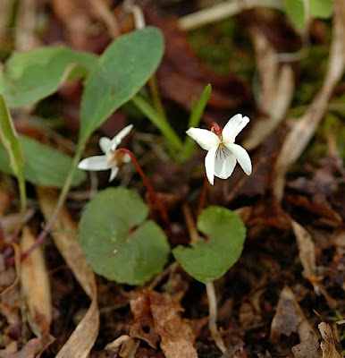 Field Biology in Southeastern Ohio: Violets, Trilliums, and April ...