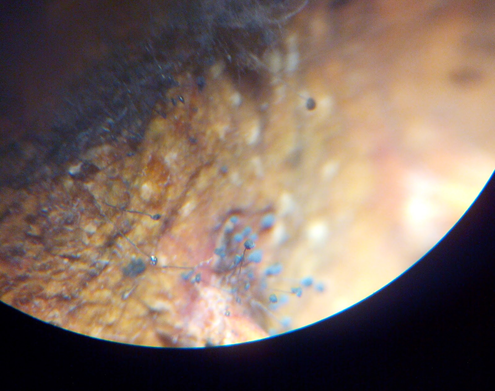 EL BLOG DE CLASSE: SCIENCE LABORATORY: IMAGES OF THE MICROSCOPE: RUST ...