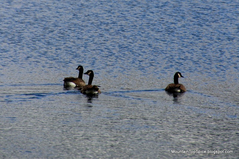 Fall's Gentle Goodbye... and Battening Down the Hatches | Mountain Top ...