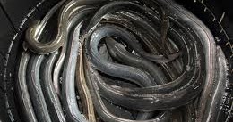 gambar belut sawah (FOTO) - teknewsinfo