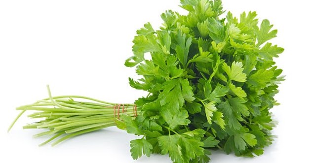 Como plantar salsa Cultivar Plantas Como Plantar