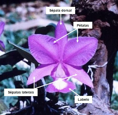 Orquídeas - MS: Vejam, uma orquídea!