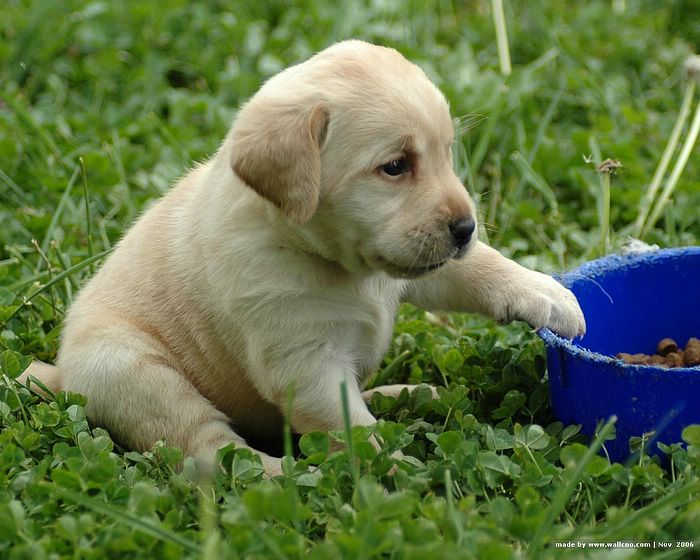 Cute&Cool Pets 4U: Labrador Puppies Review and Pictures
