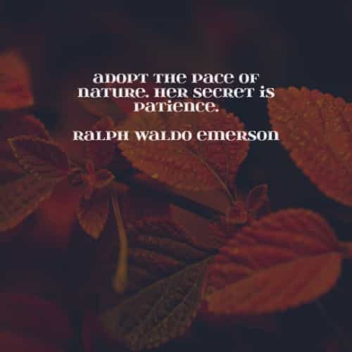 85 Nature quotes that'll inspire to love and value its beauty