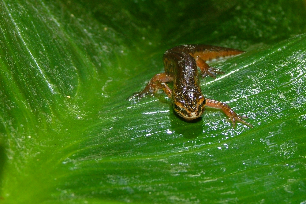 Verdes Ecos: EXPEDIÇÃO AOS ANFÍBIOS DO PNLN