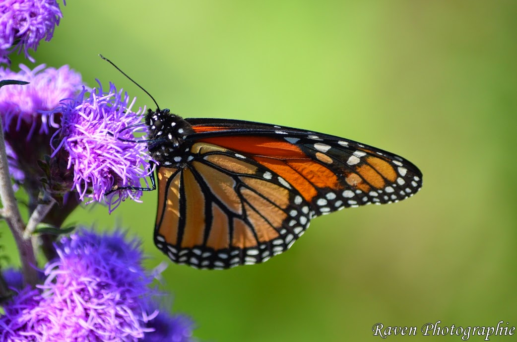 BLOG RAVEN PHOTOGRAPHIE: Le Papillon Monarque ( Québec )