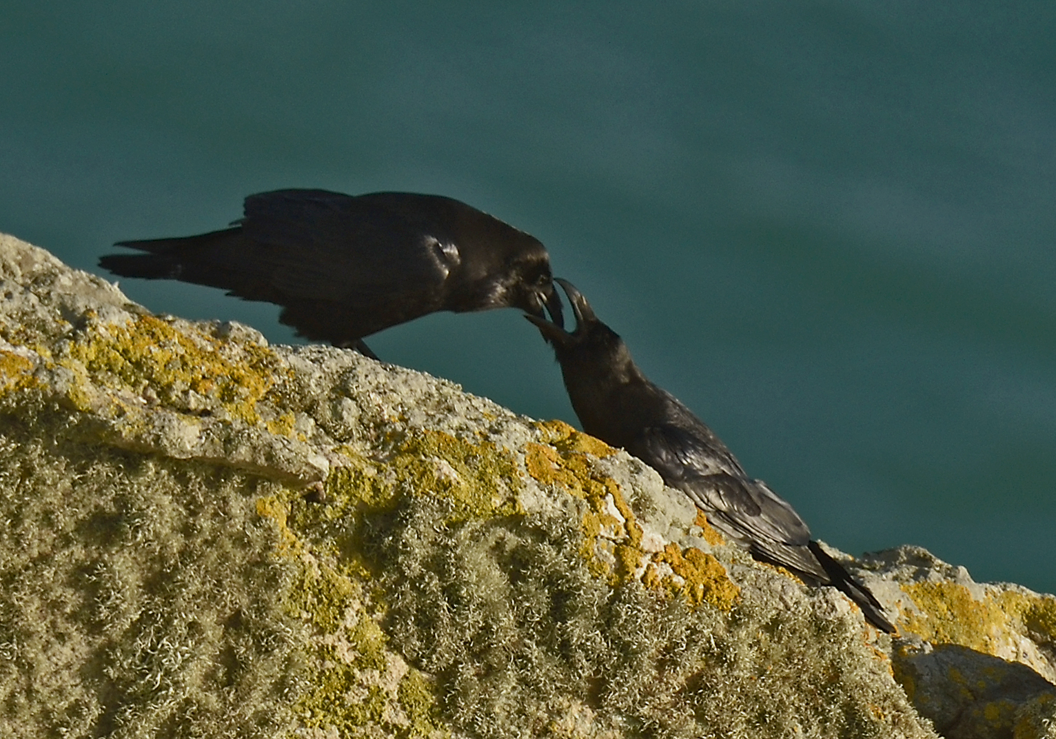 Alan James Photography : Ravens Reign
