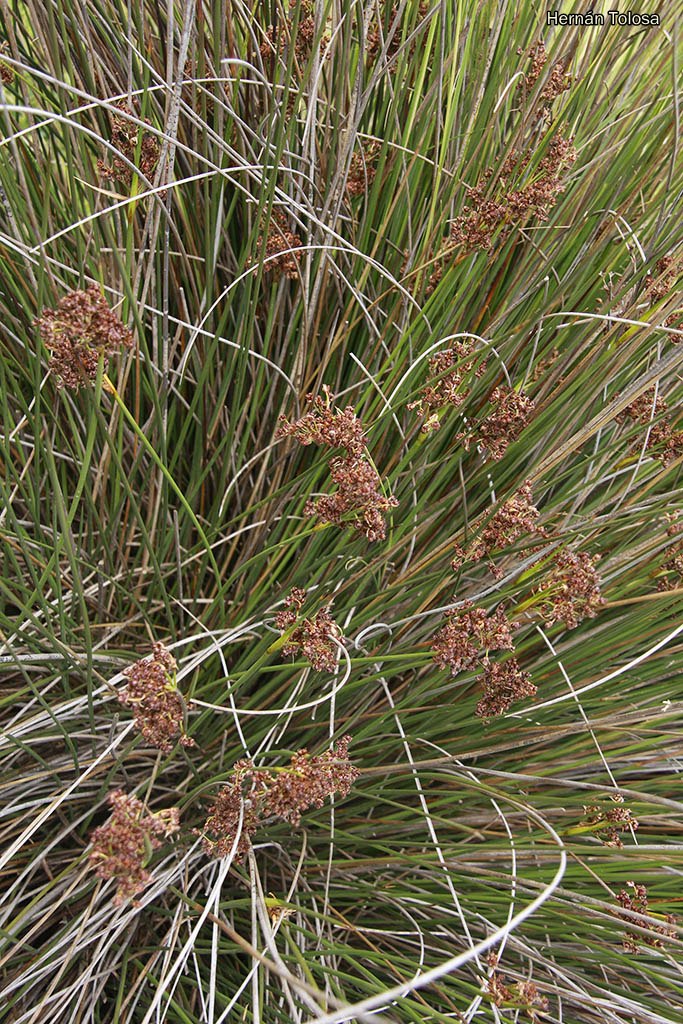 Flora Bonaerense: Junco agudo (Juncus acutus)