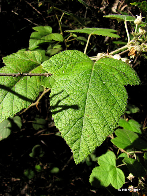 Sydney's Wildflowers and Native Plants: Rubus moluccanus var. trilobus ...