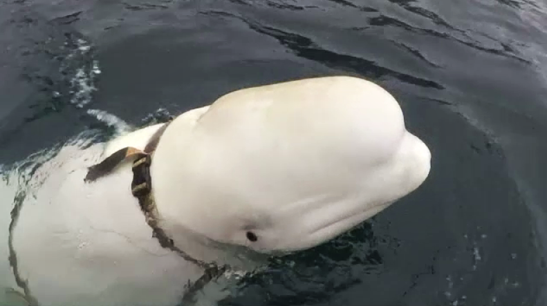 🌐 ȘTIRI-CĂLĂTOR PRIN LUMEA PLANETEI ALBASTRE: Este posibil ca rușii să ...