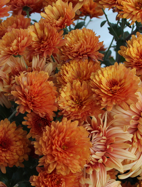 FALL MUM ARRANGEMENTS - Sowing the Seeds
