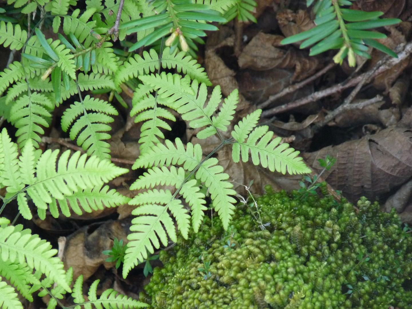 Hutton Roof's Special Ferns and More: Gymnocarpium robertianum ...