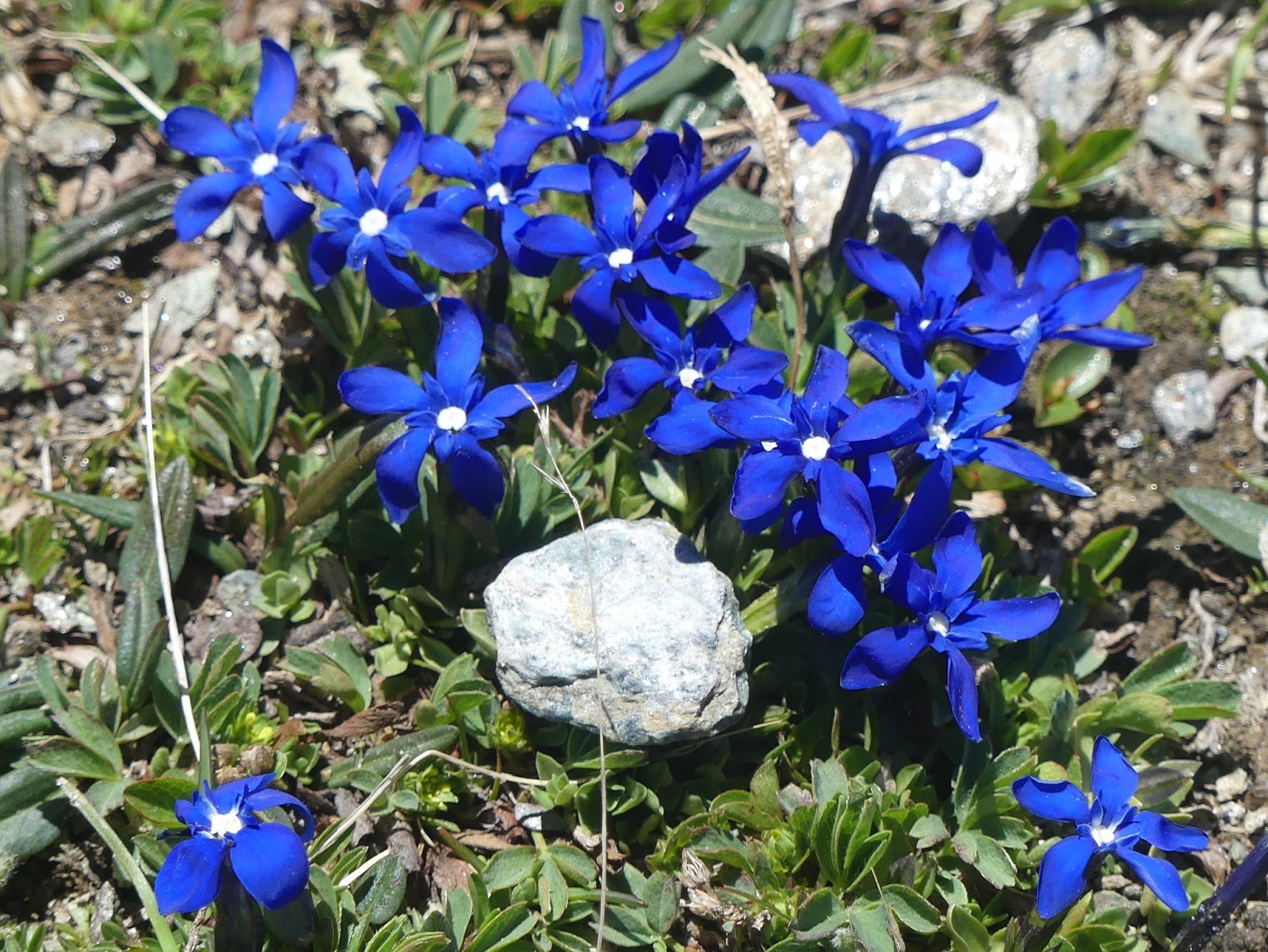 The Outdoor Traditionalist : A Pictorial View of Switzerland's Flora