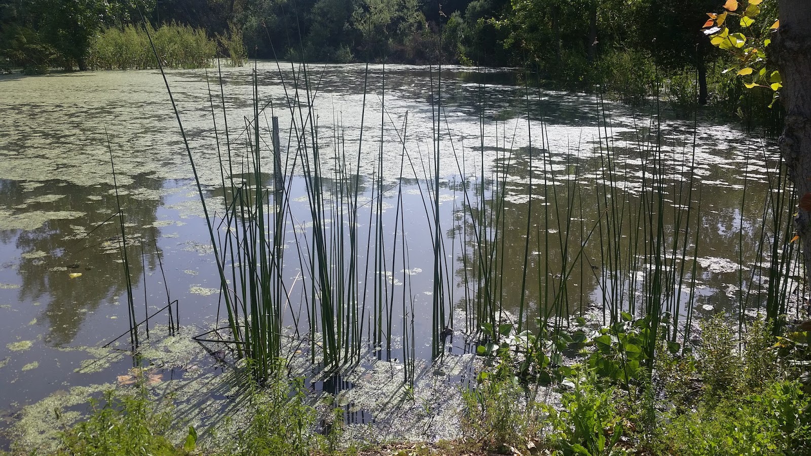 Adventures in Weseland: Tule Ponds
