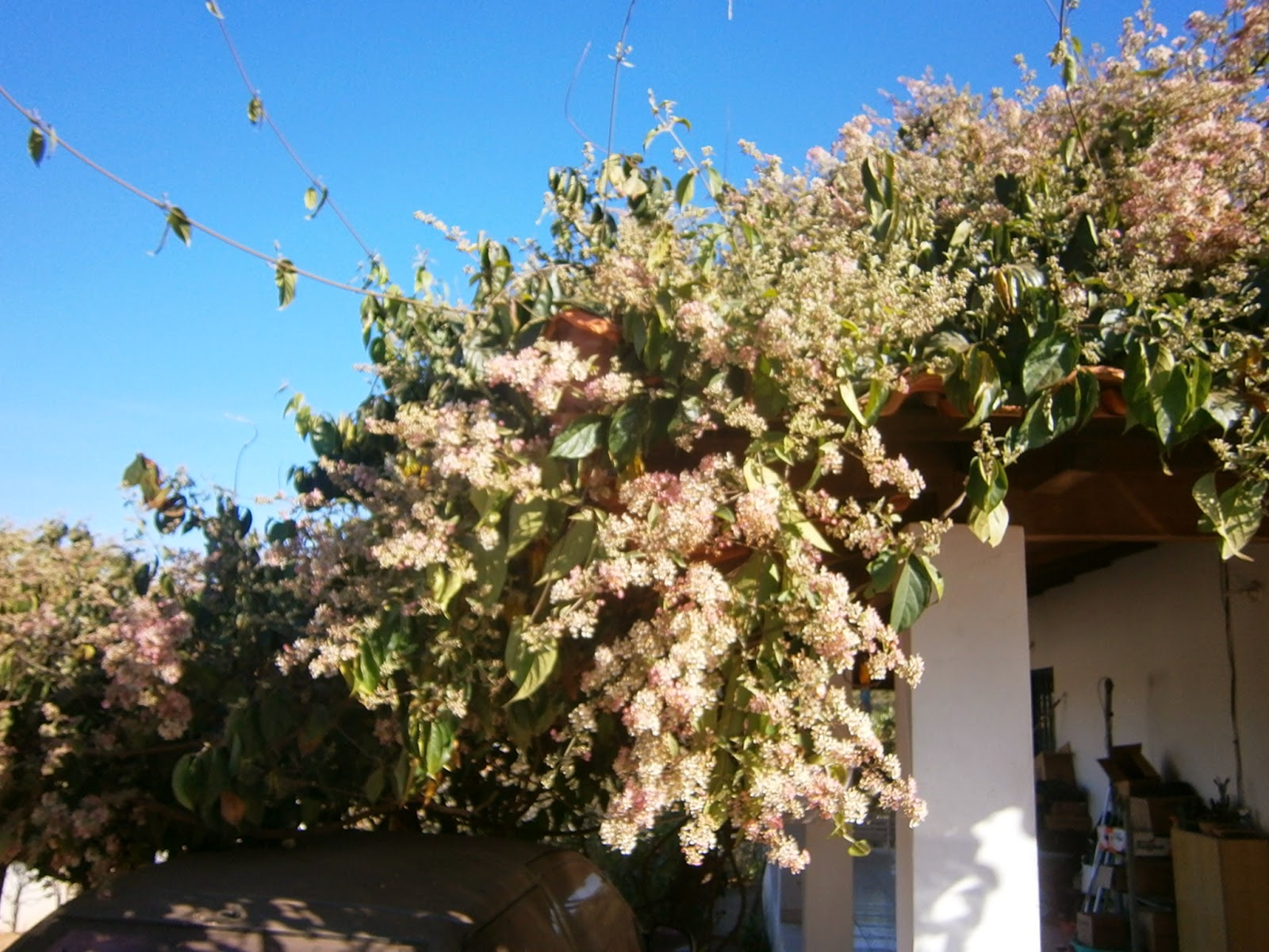 Zelando pela Chacrona e pelo Jagube: Segunda Floração do Jagube! Parte 2