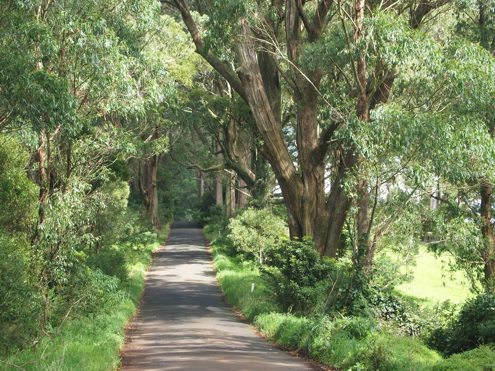 the lime walk: THE VILLAGE OF BURRAWANG