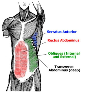 Six packs: Transverse Abdominal Exercise