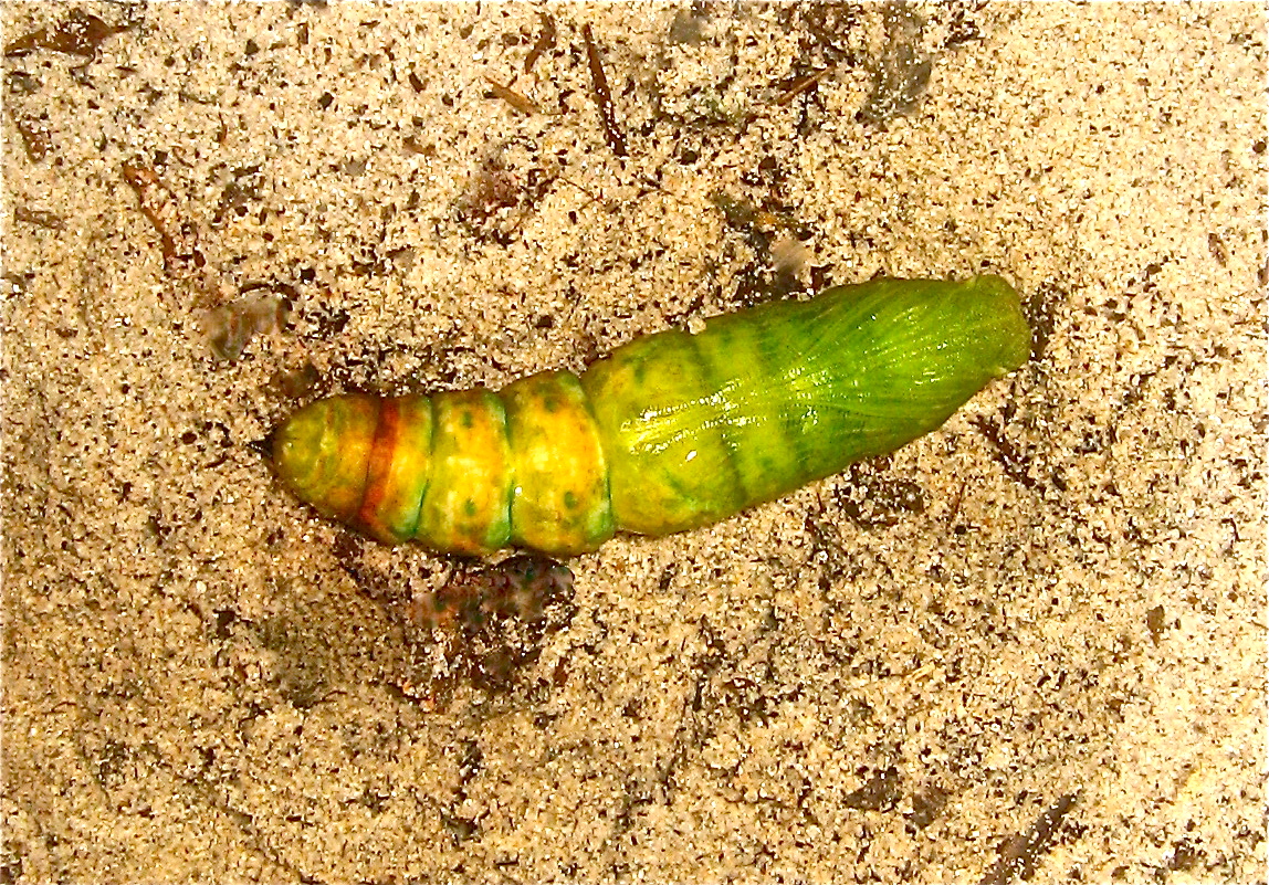Mother Earth: "LIFE CYCLE" of the SPHINX MOTH