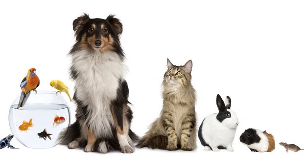 Eslora: La importancia de tener una mascota