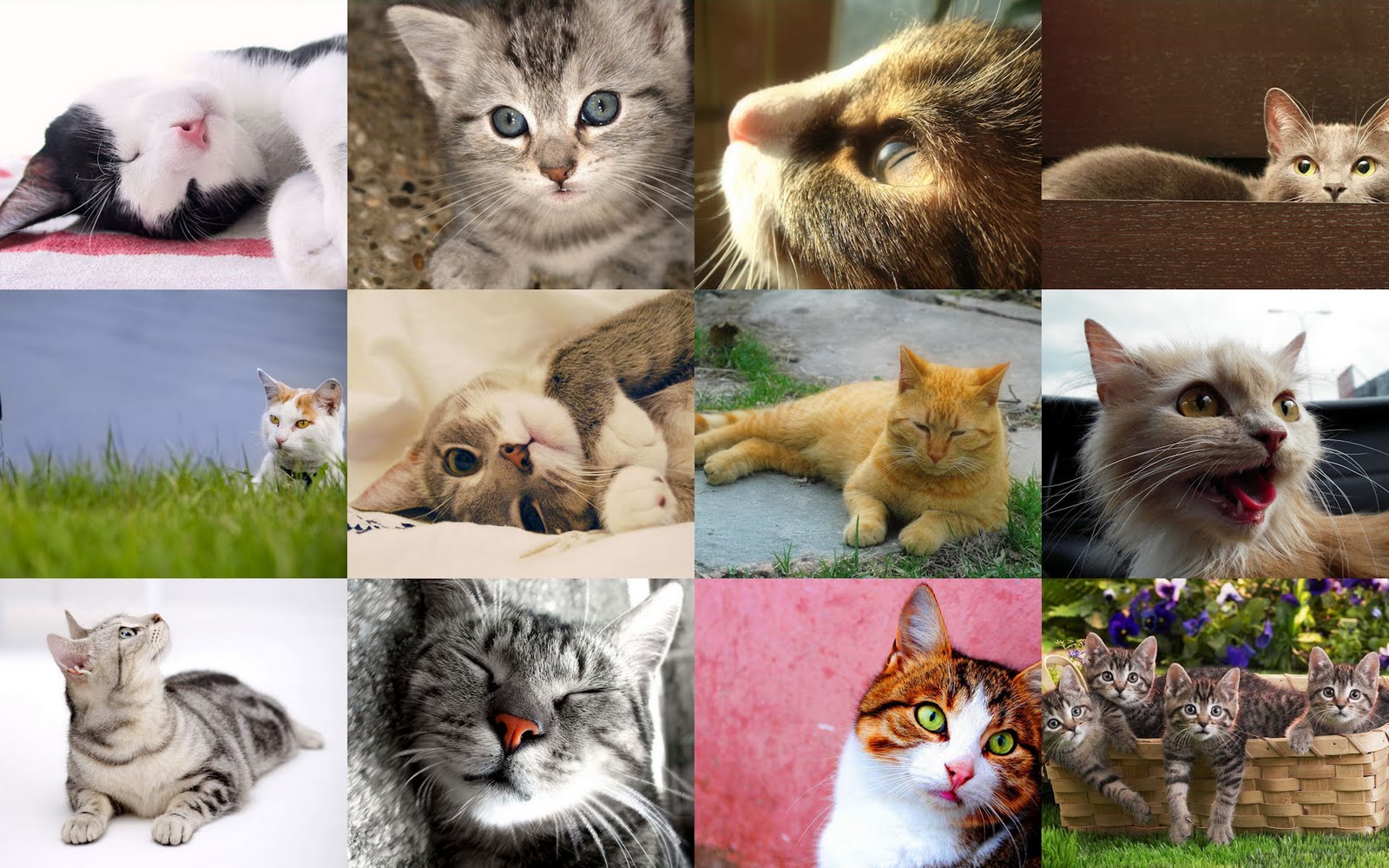 BANCO DE IMÁGENES GRATIS: Collage con fotos de gatitos muy lindos para ...