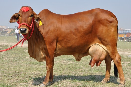 2900 Foto dan Gambar Sapi Beserta Jenis Jenisnya - REFERENSI ILMU ...