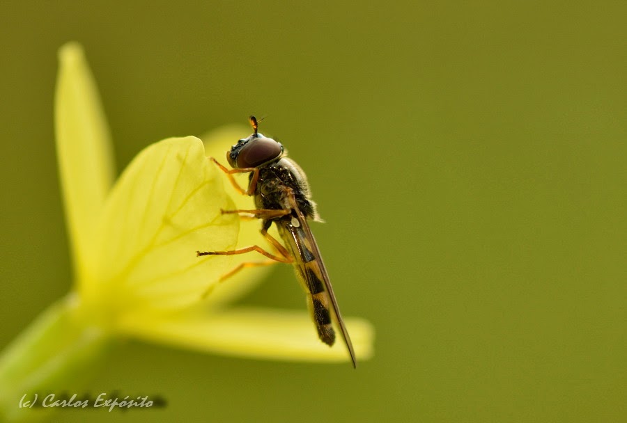 Una mosca con aspecto de avispa